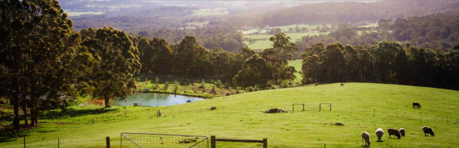 The Scotsdale Valley with forest, a full dam and sheep grazing on the ...